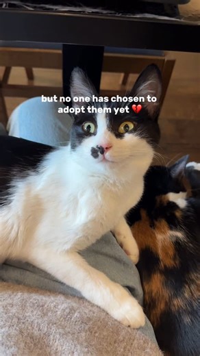 Java Whiskers UK on Instagram: "Meet the longest residents in our White City cat café, Tabby & Monroe!  This adorable brother and sister duo are hoping it’s their turn to be adopted next! Being only 1 years old, they’re full of energy and cheekiness and they have SO much love to give! 李 Come and meet them in our White City Cat Lounge - book through the link in our bio @javawhiskersuk #catcafe #rescuecat #catadoption #catlover #cutecat #catsofinstagram #javawhiskers"