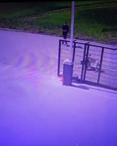 Poor German Shepherd didn't know who he was attacking #dogoargentino #dogoargentinopower #dogoftheday #dogo #dog #dogoargentinopuppy | Dogoargentino38