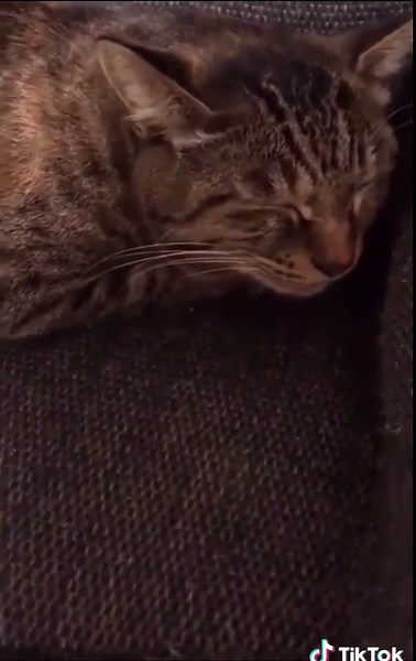 You won’t believe how this cat sings🤣🤣#funnyanimals #petsoftiktok #singingcat #funnypets #cat #foryou #fyp #meme