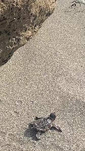12K views · 271 reactions | Sea turtle hatchlings heading to the ocean | Paul Dabill Photography | Facebook