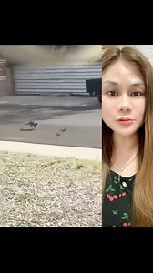 10K views · 75 reactions | Watch this speedy roadrunner give the cat a real chase! Fun fact: roadrunners can sprint up to 40-42ph, using their powerful legs to outrun most predators. Known for their agility and endurance, these birds are also skilled hunters and can catch prey as swift as lizards and snakes! No wonder the cat couldn’t keep up! #roadrunner #RoadrunnerVsCat #SpeedyBird #NatureChase #FastAndFeathered #RoadrunnerFun #AnimalFacts | Michelle Reyes | Facebook