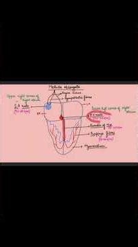 Conduction of Heart #ncertbiology