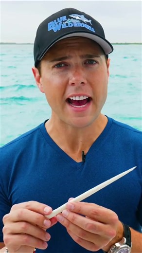 82 Stingray Barb!! Yikes! #stingray #sting #animals #nature