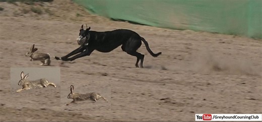 8.7K views · 328 reactions | dog vs rabbit videos 2025 at national greyhound coursing club. #Greyhound #Perro #Carrera #Sport #HareCoursing #Speed #chase #bunny #wildlife #rabbits #khargosh #fastestdog #dogvideos | Greyhound Coursing Club | Facebook