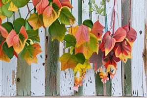 Acer Grosseri Seeds: Snakebark Maple Tree, Green Bark (10 Seeds) - Etsy