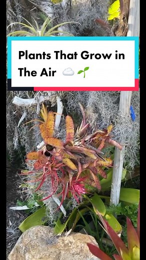 Stephen Camp on TikTok