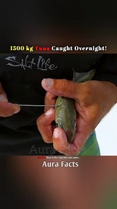 632K views · 8.7K reactions | 1500 ky tuna caught overnight ? 22 Lakh Rupees Tuna Fish 勞 #shorts #explanation #movieexplanation #viralreels #trendingreels #funnyreels #video #viral #trending #movies #movie #comdeymovie | filmy entertainment short | Facebook