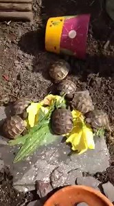 1.1K views · 62 reactions | You've gotta get in quick! | The Tortoise Table | Facebook