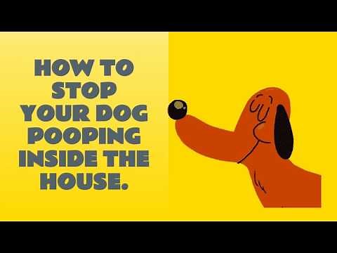 How to STOP your Dog POOPING 💩💩 inside the House.🐶 | Dog potty training videos.
