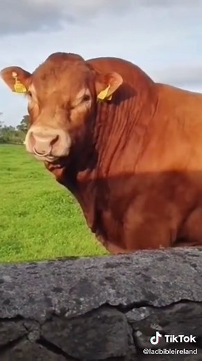 Irish Countryside Adventures with Bulls and Cows