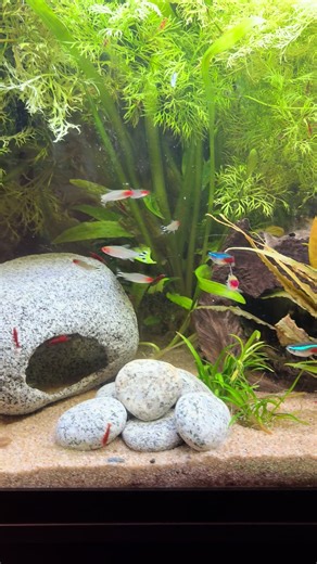 Enhance Your Fish Tank Aesthetics with Simple Pebbles