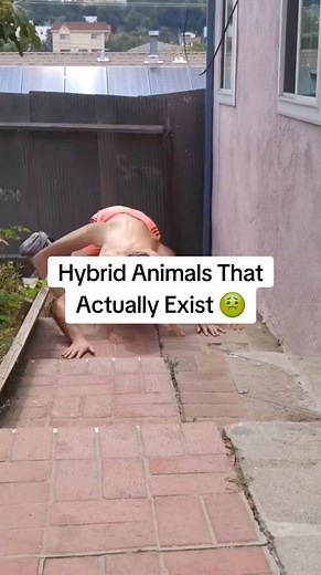 162K views · 935 reactions | hybrid Animals that actually exist#fyp #creepy #animals #interesting #facts #scary #foryou Dark Discoveries | darkdiscoveriesplus | Facebook
