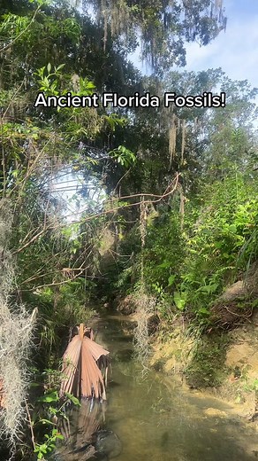 Exploring Ancient Florida Creek: Finding Fossilized Shark Teeth