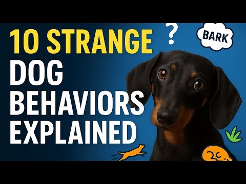 🐶 10 Strange Dog Behaviors Explained | What Your Pup Is Really Trying to Tell You