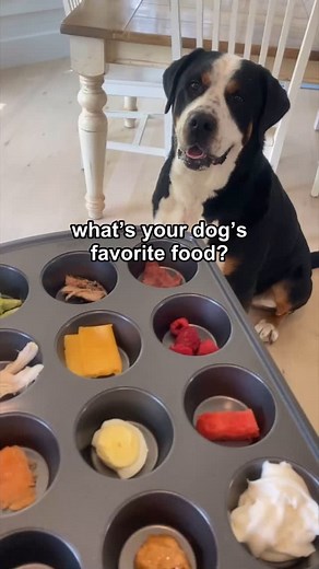 70 reactions · 3 comments | Try this test on your dog! I was surprised by Murray’s first choice! IB: @guinness_the.choc.lab Thanks for sending @srosey ! #foodtest #dog #dogsofinstagram #doglove #swissy #hungrydog | Murraytheswissy | Facebook
