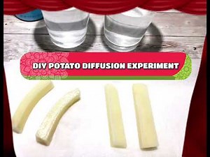 POTATO DIFFUSION EXPERIMENT (GCSE/IGCSE/AS/A LEVEL/CBSE)