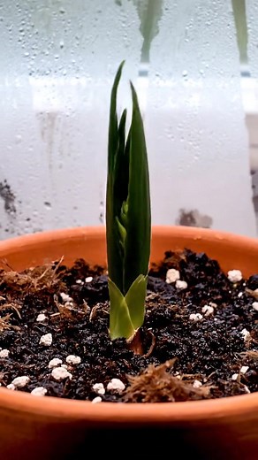 Nu planta freesia până nu vezi aceste 7 trucuri de aur! 🌼 Tuberobulbi : alege-i tari, curați; plantează-i la 3–5 cm adâncime, 5–8 cm între ei. Substrat: foarte drenat (turbă perlit), pH 6,0–6,5. Ghiveci cu găuri bune. Lumină & temperatură: multă lumină difuză; 15–20°C zi / 10–14°C noapte. Udare & hrană: umed constant, nu îmbibat; N moderat la vegetativ, K mai mare la boboci. Susținere: tije delicate → folosește inel/plasă de sprijin. Dăunători/boli: trips/afide, Botrytis → aerisire, igienă, uda