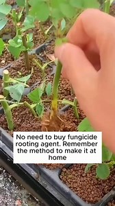 Irrigation water fights fungus and increases growth #nature #tricks #gardentips #plants #tips #hometips #usa #soil #homehacks #seedling #howto #tutorial #garden | Gardening 84