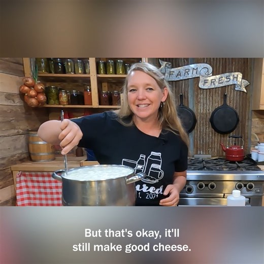 65K views · 987 reactions | Making Homemade Cheese From Store Bought Milk! | Homesteading Family | Facebook