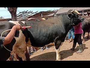 Sapi Super Gede Sapi FH F1 Original Pasar Sapi Sunggingan Boyolali