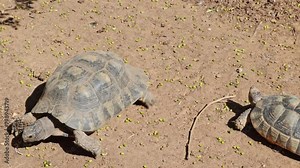 Rare desert turtle moving fast on the ground