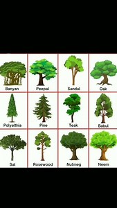 Trees Name in english #shorts #youtubeshorts #tree #trees #banyan #sandal #teakwood #neem #kidsvideo