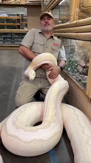 Amazing Big Snake Pets - Do You Have a Favorite Animal?