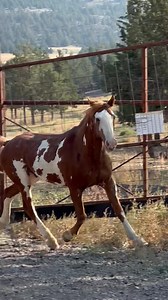 3.6M views · 125K reactions | Well not only did Cruiser make it home...