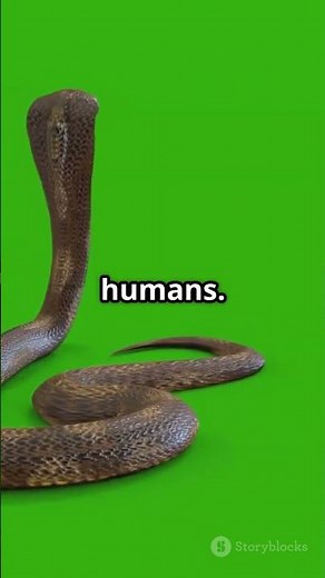 The World's Most Venomous Snake: A Deadly Encounter | Wildlife Documentary Shorts