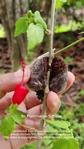Part of hibiscus branch to make mini #top #treding #tree #tips #gardening #shortvideo #vairalvideo