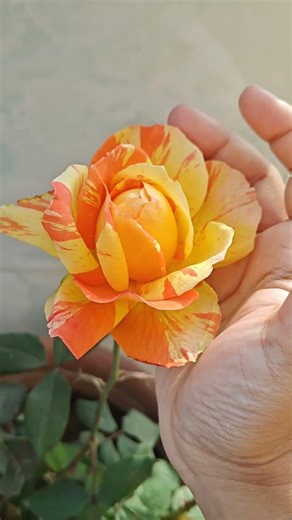 Blooming of 1st Rose 🌹