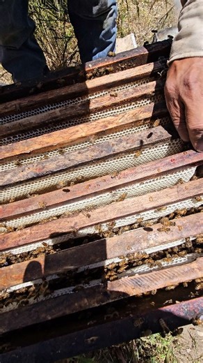 361K views · 7K reactions | “¡Impresionante! Una colmena llena un alza de miel en solo 10 días ” #fyp #parati #viral #trending #colmena #abejas #miel #nature #bees #honey | Miel pura de abeja | Facebook