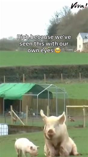 Her first taste of freedom after living inside a factory farm 🥹