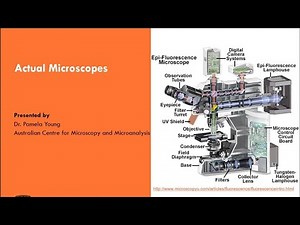 Intro to Light Microscopy 3: Actual Microscopes Part 2 – Confocal Microscopes
