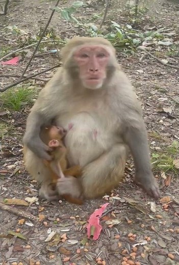 Nature of Monkey Zoo - How Monkey Lives as Groups