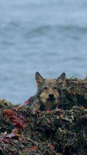 6K views · 330 reactions | While the sea wolf subspecies intertwines its existence deeply with the marine world, their land-bound relatives still depend on the health of our ocean as well for oxygen, carbon sequestration, and overall existence. ️ @paulnicklen #nature #wildlife #animals #seawolves | SeaLegacy | Facebook