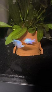 7.4K views · 243 reactions | Another successful Powder Blue Ram...