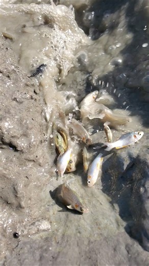 Amazing scene! Fish are playing in water #reelsvideo #fish #fishplaying #villagefishing | Fishing Today