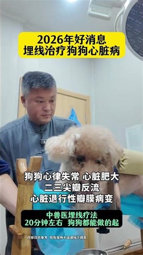 Good news in 2026 Thread embedding treatment for dog heart disease#Traditional Chinese