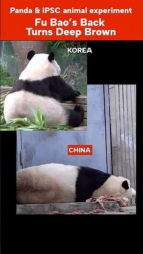 Fubao’s back turns Deep brown #animals #panda #fubao #福宝 #福寶 #ipscs #ips #푸바오중국 #푸바오소식 #푸바오경련