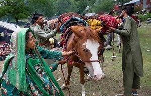 Annual Migration of Gujjar Bakarwal Community of #Jammu #Kashmir #Nomads #Tribal | Guftar Ahmed