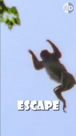 🐒 A Chimpanzee Leader Coordinates a Monkey Hunt 👀 #animals #facts