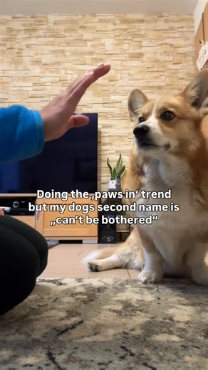 First name Toastie, second name Sir Can’t Be Bothered🧐 . . . #corgisareawesome #corgisarelove #corgiofinstagram #corgiofig #corgiofinsta #corgioftheday #corgi_ig #corgismile #corgi_smile #myfavcorgi #corgicorner #corgicommunity #corgiclub #corgisftw #corgidaily #dailycorgi #corgis_of_instagram #corgisofig #corgisofinsta #corgifun | Toastie the Corgi