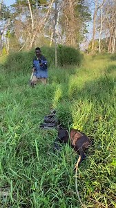 Some incredible footage of a massive python that had just killed a young sitatunga and was about to swallow it when we interrupted him. Join us on our YouTube A Hunter’s Quest to watch the full video of this amazing hunt for one of the rarest animals in the world. #snakehunting #sitatunga #trophyhunter #trophyhunting #biggamehunting #python #snakeattack #dangerousgamehunting #kryptek #swarovskioptik_hunting #riflehunting #standwithSCI #caza #longrangeshooting #freerangehunting #hunterxhunter #sa