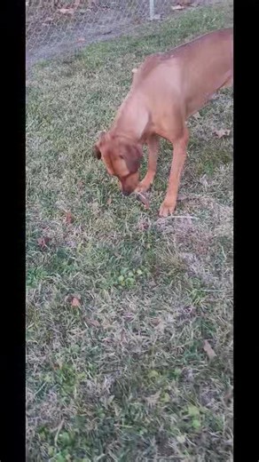 Fun time with Rylee. Safe Board Boarding at huntersonfarms.com | Rhodesian Ridgebacks at Hunterson Farms