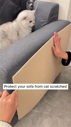 The Sofa Saver: How to Finally Stop Cat Scratches for Good