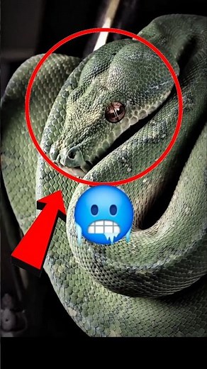 Snake Transformation Watch The Unbelievable Transformation of a Snake 🥶