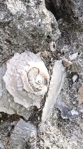 Nice Fossil Shell