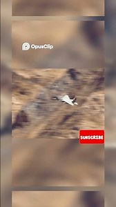 F-22: Fastest Jet Flyby Ever Caught on Camera!