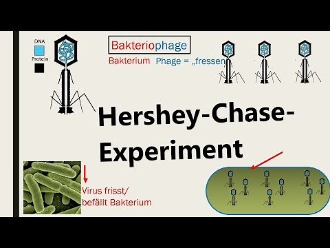 Hershey-Chase -Experiment [deutsch, german] - DNA als Träger der Erbinformation